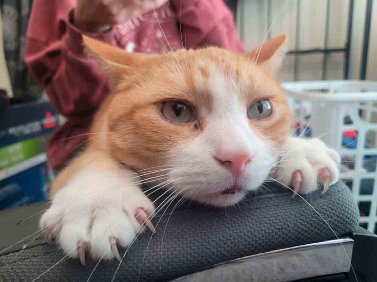 Video: Gruppe samler "skræmmende" billeder af katte med kløerne fremme ...