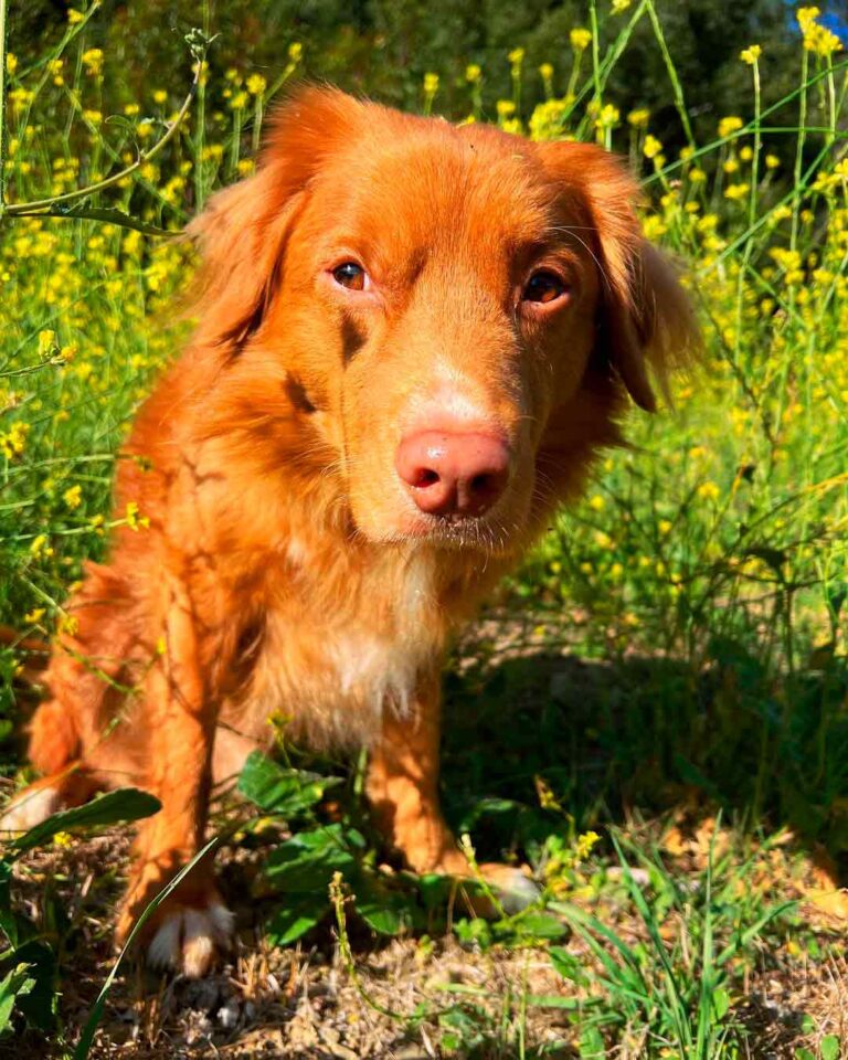 Conheça Milo, o cão amigo das borboletas - Pet é pop