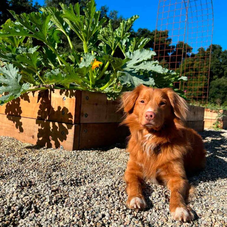 Maak kennis met Milo, de hond die vrienden is met vlinders - Pet é pop