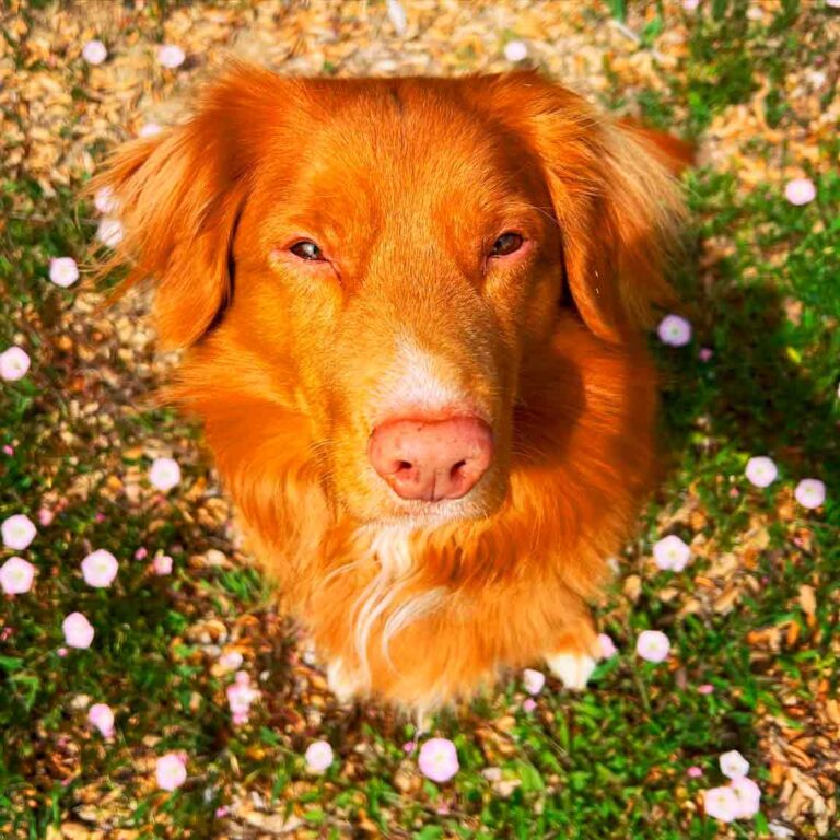 Conoce a Milo, el perro amigo de las mariposas - Pet é pop