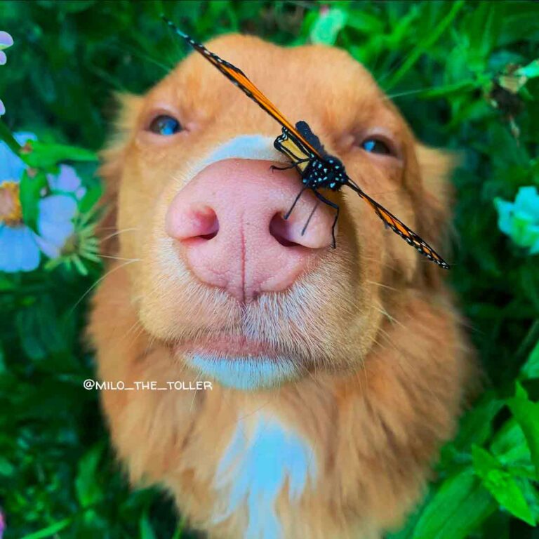 Conheça Milo, o cão amigo das borboletas - Pet é pop