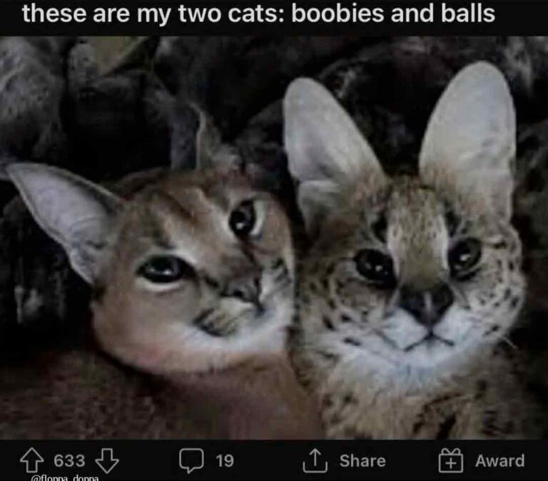 Meet Big Floppa, the cat that became the biggest star of memes on the ...