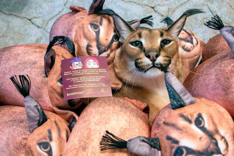 Meet Big Floppa, the cat that became the biggest star of memes on the ...