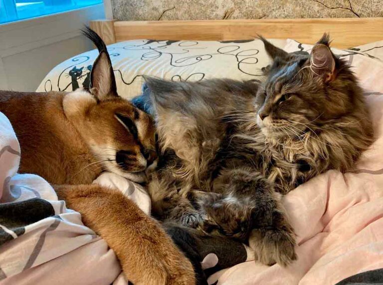 Meet Big Floppa, the cat that became the biggest star of memes on the ...