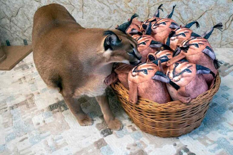 Meet Big Floppa, the cat that became the biggest star of memes on the ...