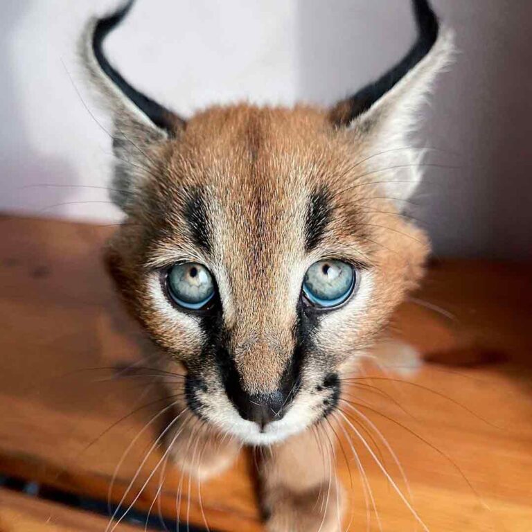 Meet Big Floppa, the cat that became the biggest star of memes on the ...