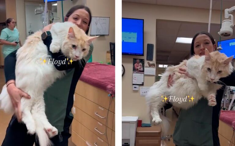 Vídeo impressionante: Conheça Floyd, o gato maine coon gigante - Pet é pop