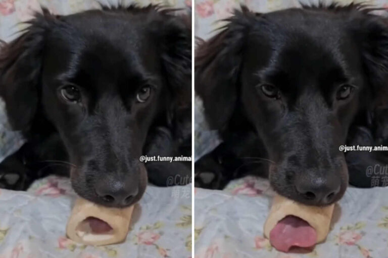 Hilarious Video: Compilation Brings Together Clumsy Dogs and Violent Cats - Pet e pop