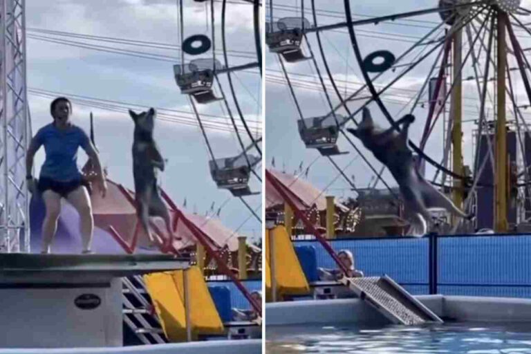 Video Bloopers: Try not to laugh at these clumsy dogs - Pet é pop