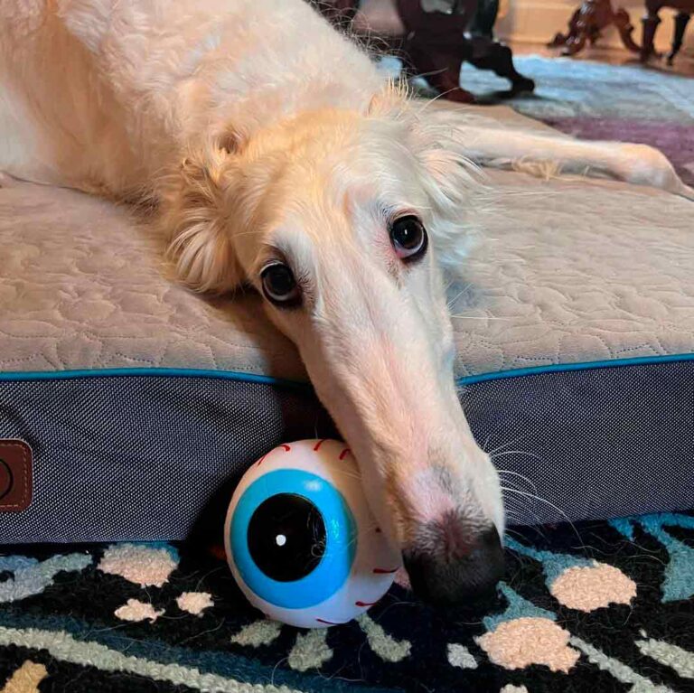 Schattige video: hond met 'de langste neus ter wereld' wordt een hit op ...