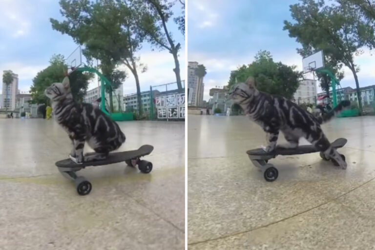 Video toont een zeer behendige kat op een skateboard - Pet é pop