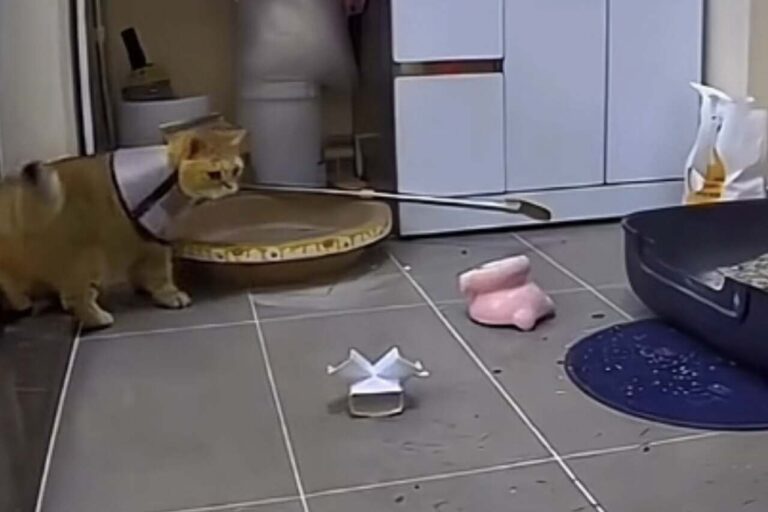Hilarious video: meet the most destructive cat in history - Pet é pop