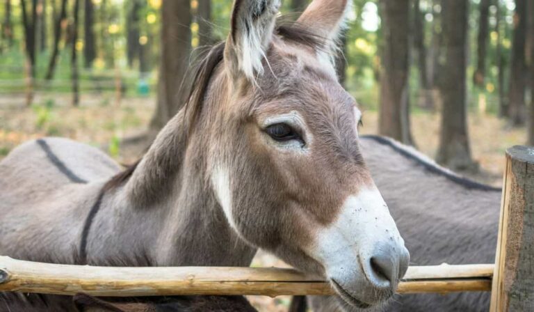 Tudo o que você precisa saber para criar um asno de estimação - Pet é pop