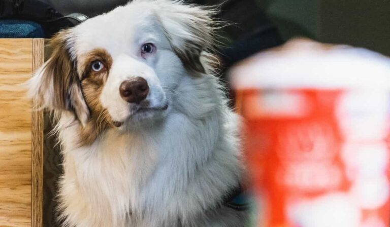 Echa un vistazo a las 20 razas de perros más inteligentes según la ...
