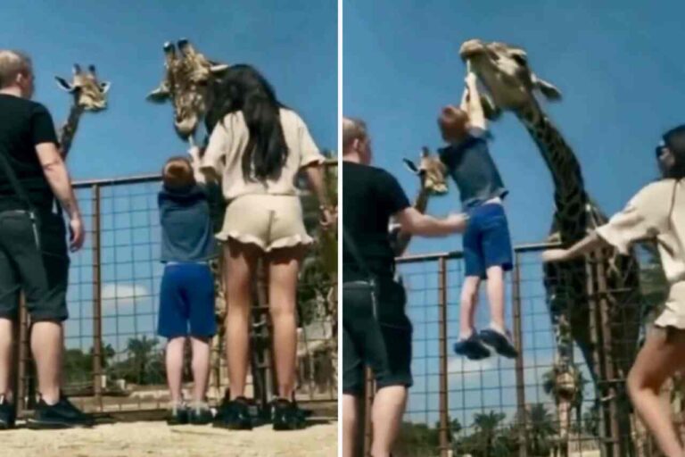 Hilarious video: try not to laugh at the adventures of these clumsy ...