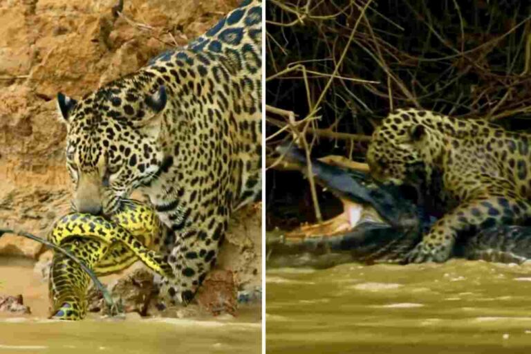 Impressive video shows jaguar in a deadly fight with a snake and ...
