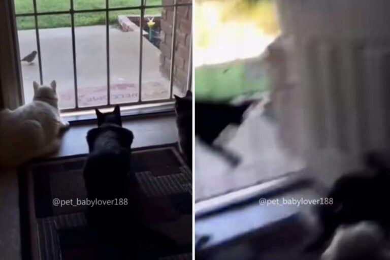 Compilation of hilarious videos gathers scared cats - Pet é pop