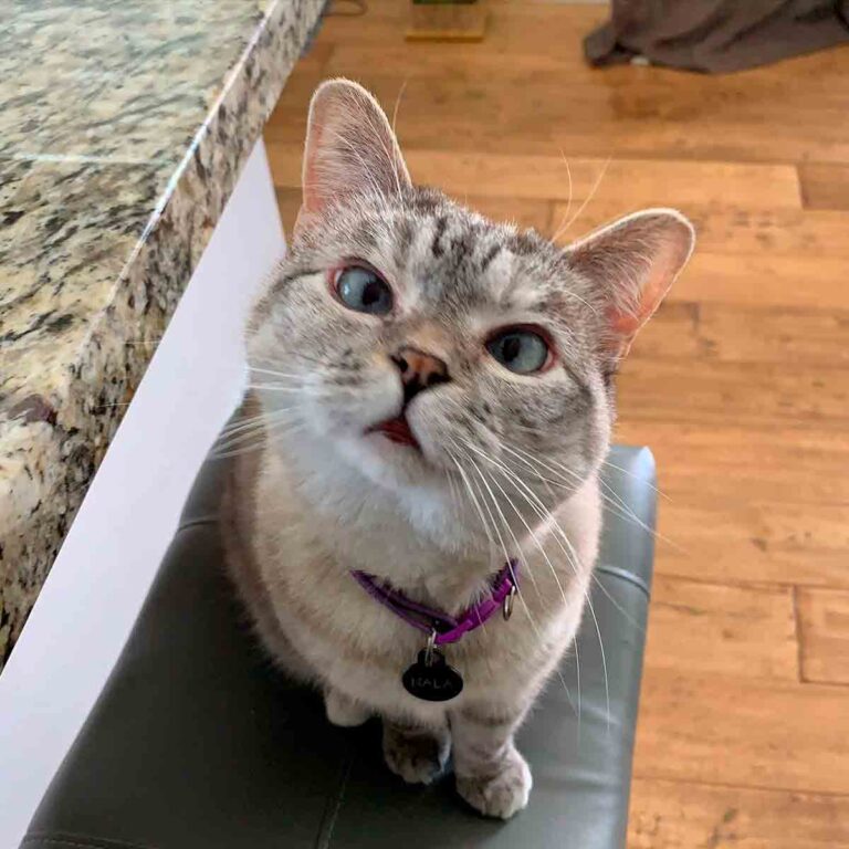 Check Out the Stories of the Most Famous and Viral Cats on the Internet ...