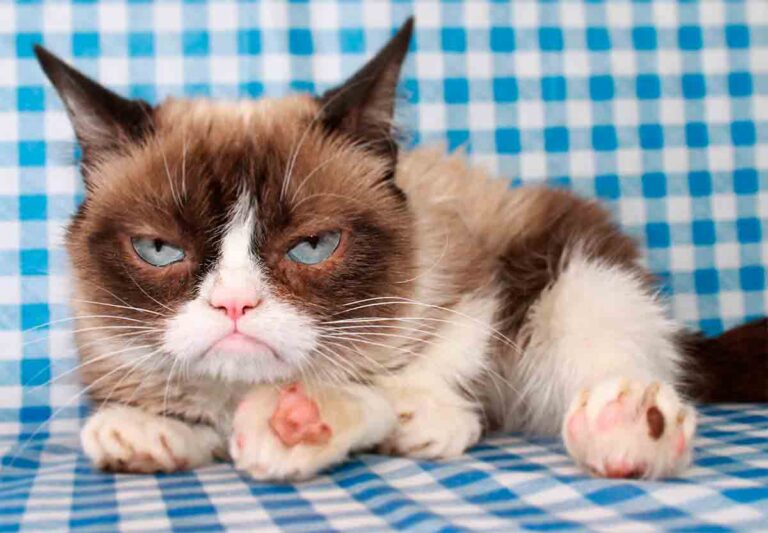 Check Out the Stories of the Most Famous and Viral Cats on the Internet ...