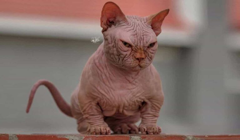 Meet the 'exaggerated' cat breed that sparks health discussions - Pet é pop