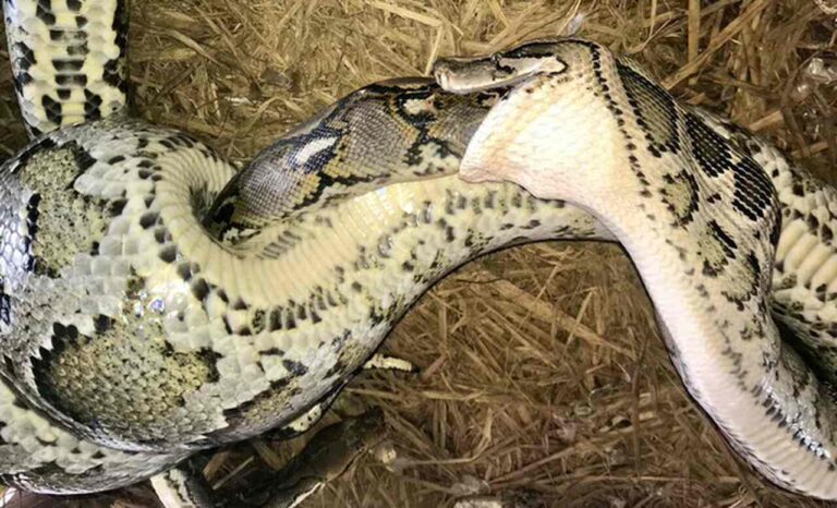Scientists catch giant python eating a live snake even bigger than ...