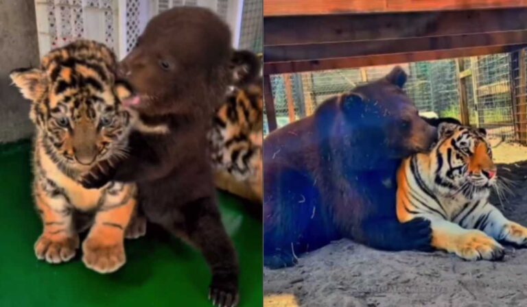 Cute video captures the incredible friendship between a bear and a ...