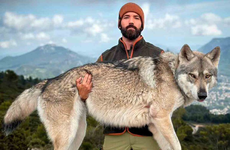 Vom Menschen aufgezogen, entwickeln Wolfwelpen dieselbe Bindung wie Hunde - Pet é pop