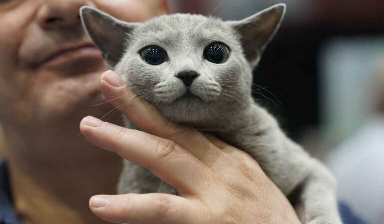 Meet Bacardi, the Polish cat considered the most beautiful cat on the ...