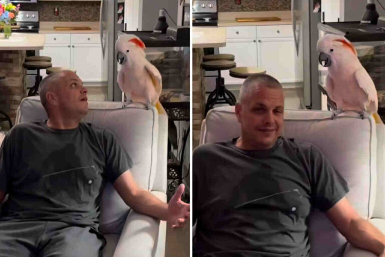 Funny video: Angry cockatoo gives its owner a stern scolding - Pet é pop