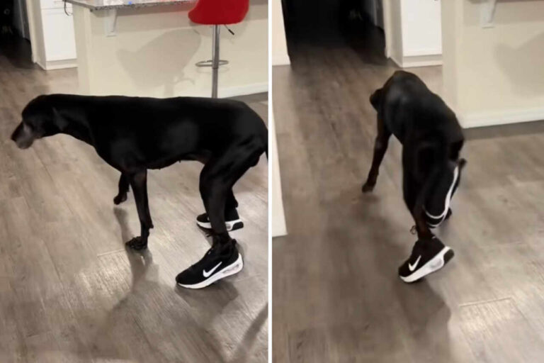 A hilarious video shows a clumsy dog trying to walk in sneakers - Pet é pop