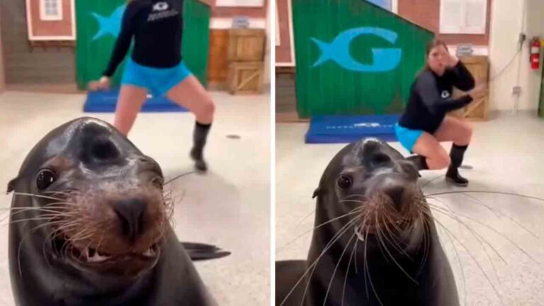 Hilarious Video: Try Not to Laugh at This Dancing Seal - Pet é pop