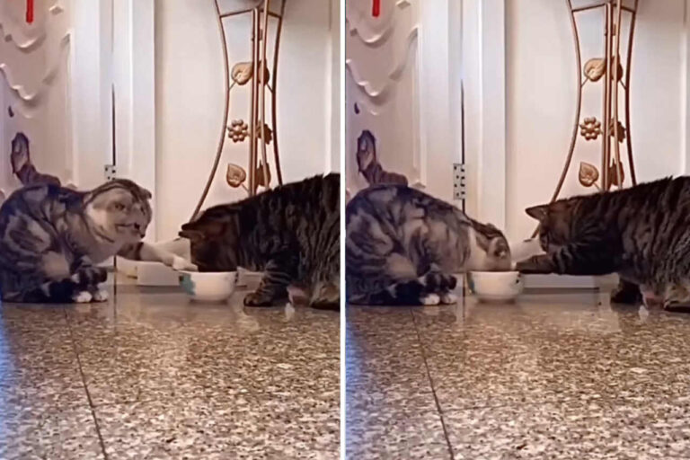 Adorable video: cats share food in the most generous way - Pet e pop