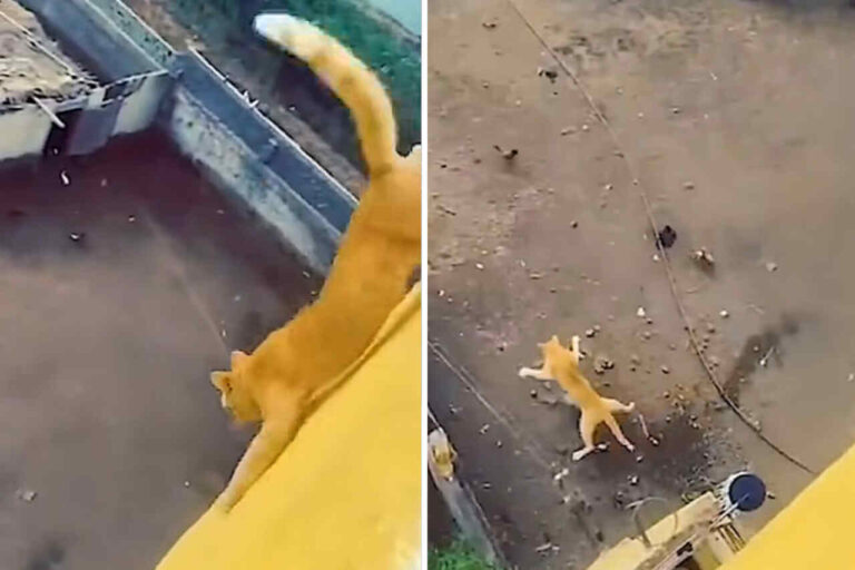 Incredible video shows a cat jumping from a high building and surviving ...