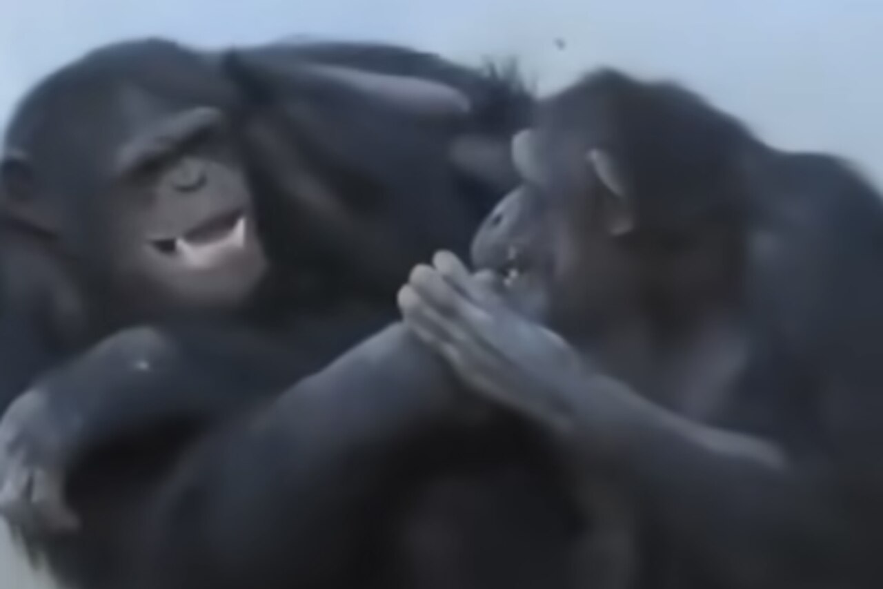 Cute Video: Chimpanzee Couple Shares an Extremely Romantic Moment - Pet ...