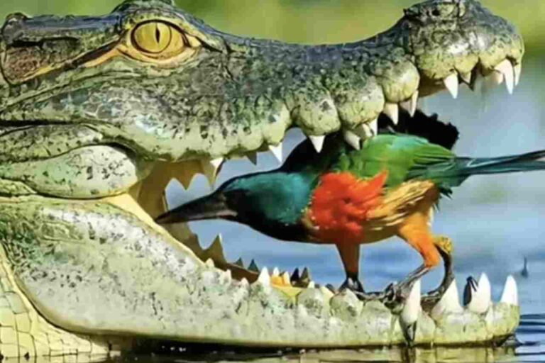 Impressive video shows brave bird doing dental hygiene on crocodile ...