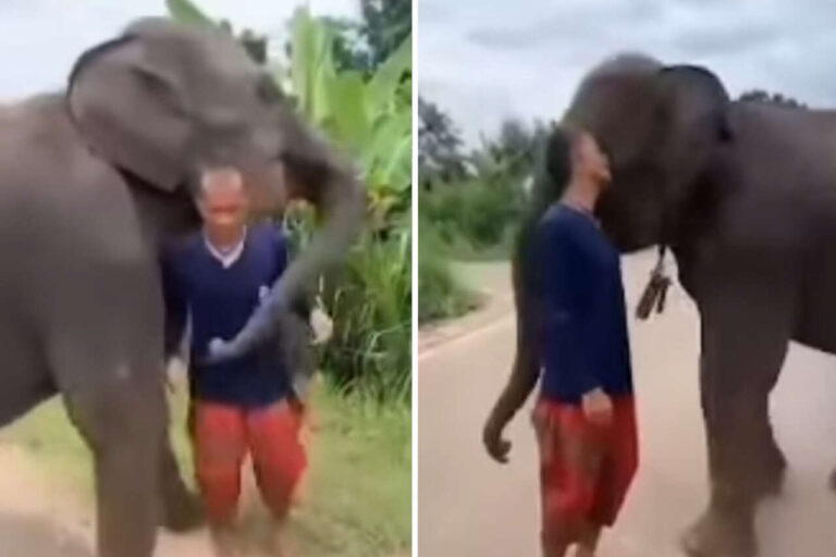 Cute video: Elephant loves its caregiver so much that it does ...