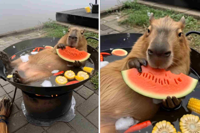 This cute video of a capybara eating watermelon will brighten your day ...