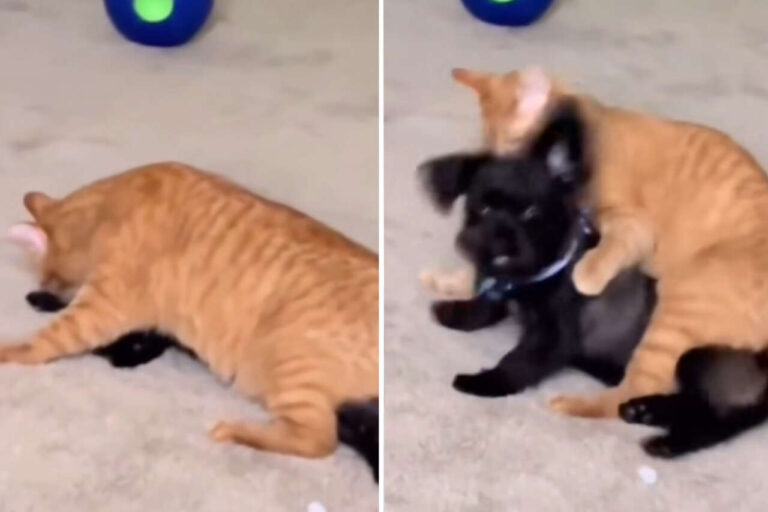 Hilarious video: Owners come home early and catch dog and cat in a ...