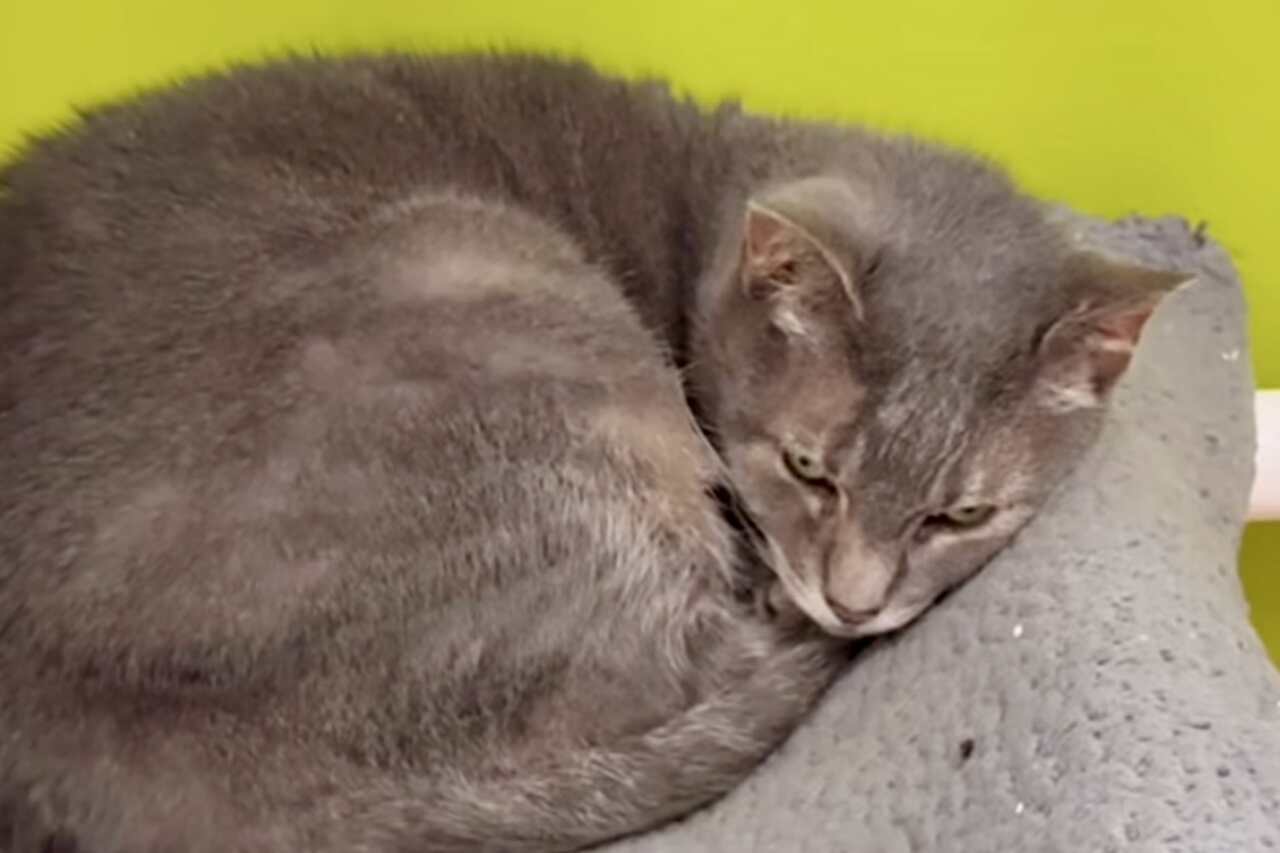 Ældre kat, der blev forladt for to år siden, bliver en berømthed på sociale medier og får en ny ...