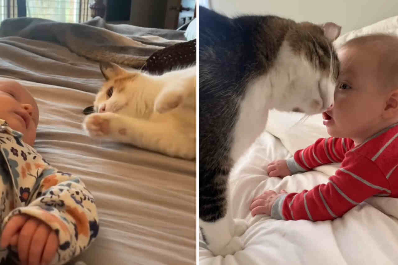 Tämä video kissoista ja vauvoista on söpöin asia, jonka näet tänään - Pet e pop
