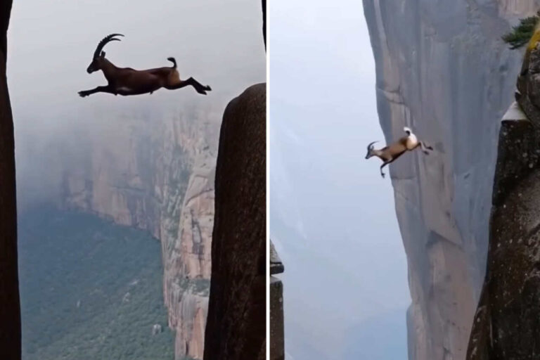 Videon fångar ett imponerande hopp från en bergsget över en klippa ...