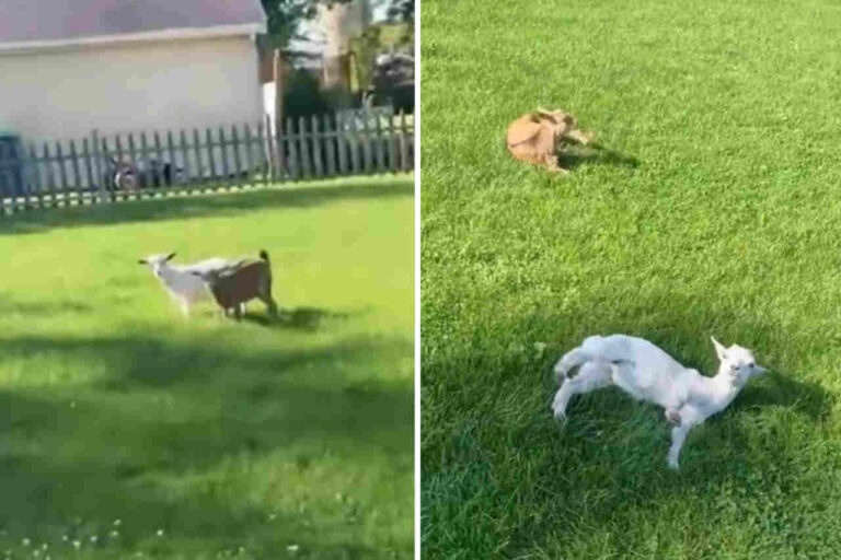 Impressive video shows how goats faint when they’re scared - Pet é pop