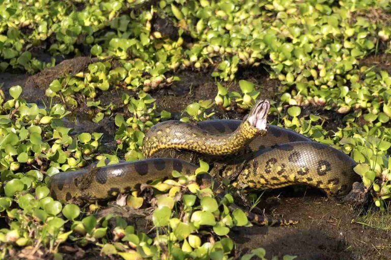 Meet the Brazilian snake that weighs half a ton and is the largest in ...