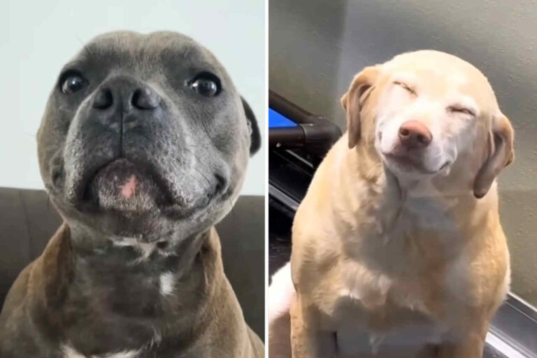 This hilarious video of “smiling” dogs will brighten your week - Pet e pop