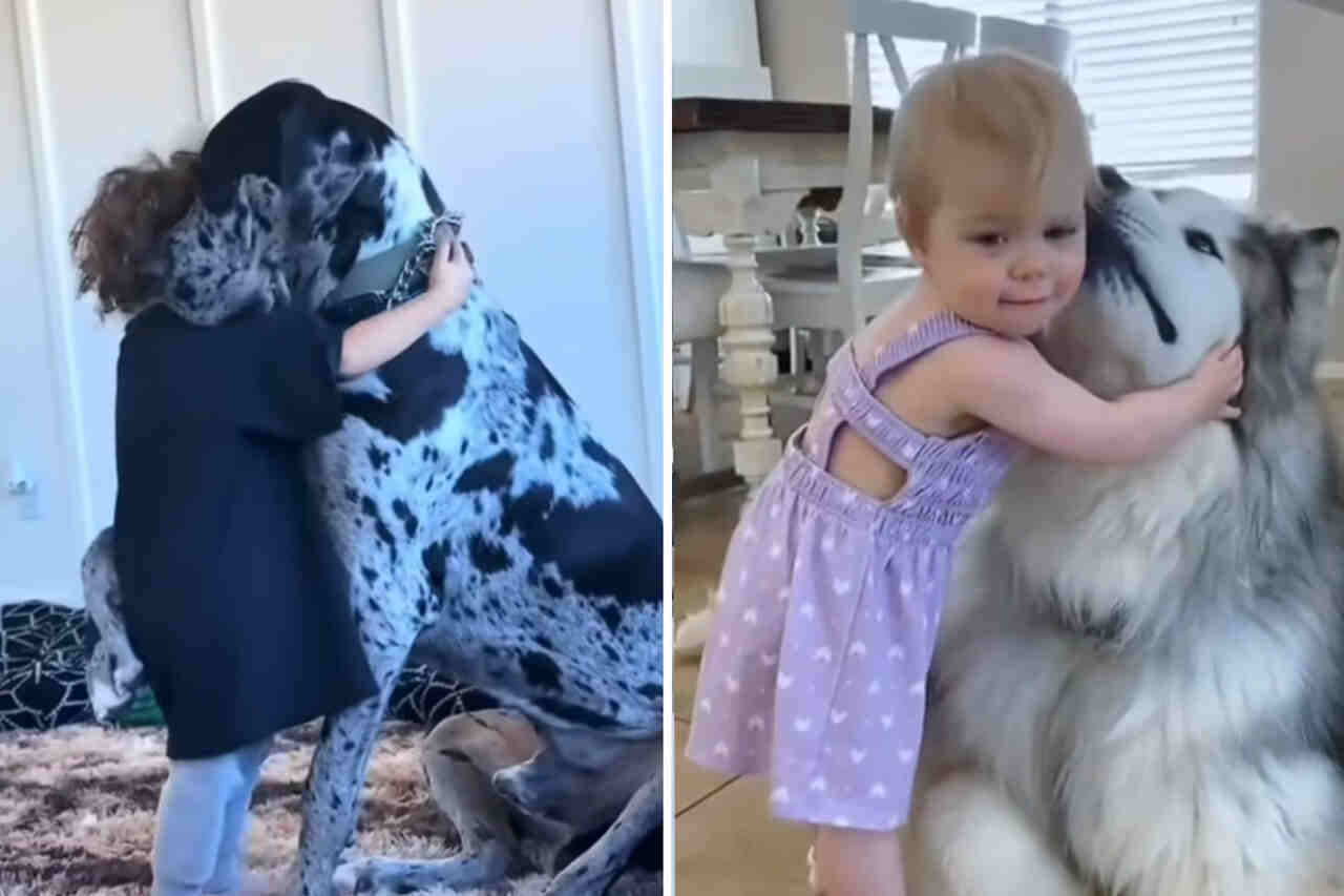 Another cute video of dogs and children to warm your heart - Pet é pop