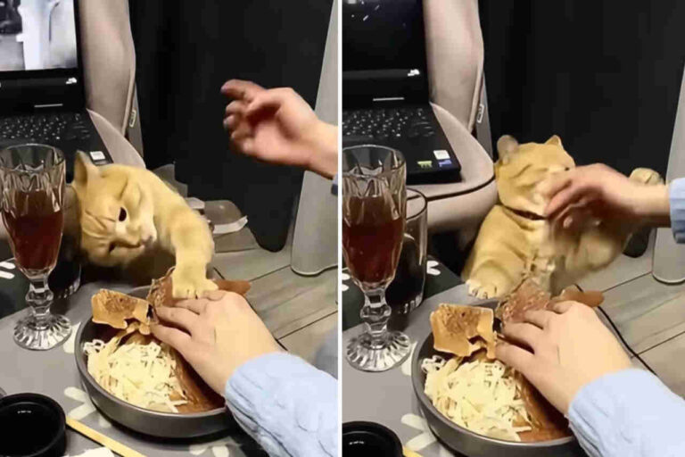 Funny video: extremely greedy cats "steal" food from humans - Pet e pop