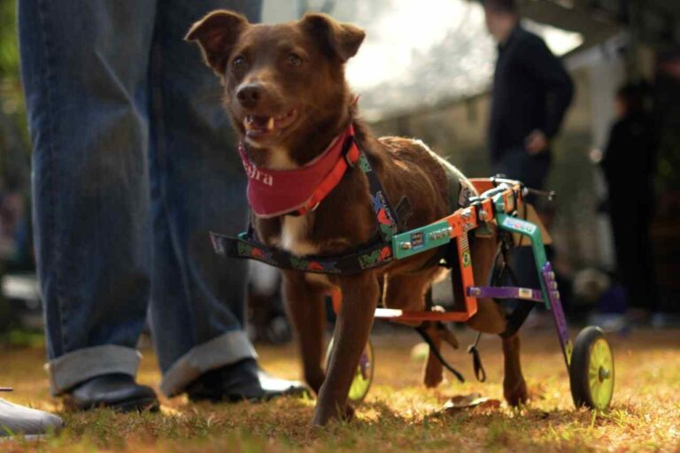 Brasilianske forskere har skabt en platform med AI til hunde med ...