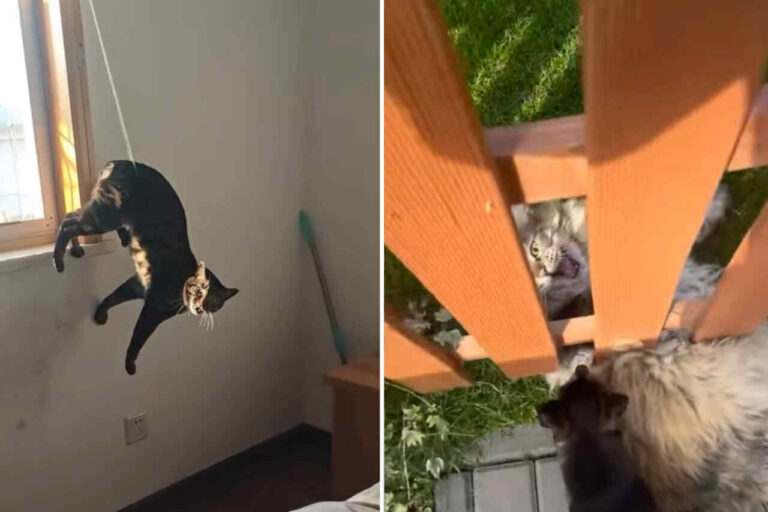 Funny videos capture cats getting into trouble - Pet e pop