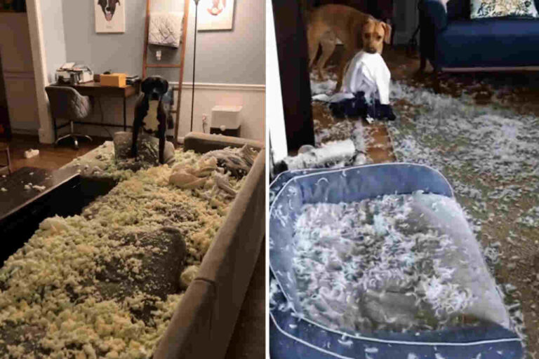 Hilarious video: these destructive dogs are the most impressive we've ...